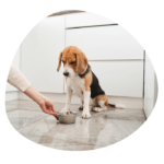 HOTEL | PET HOTEL&SALON nicotrim